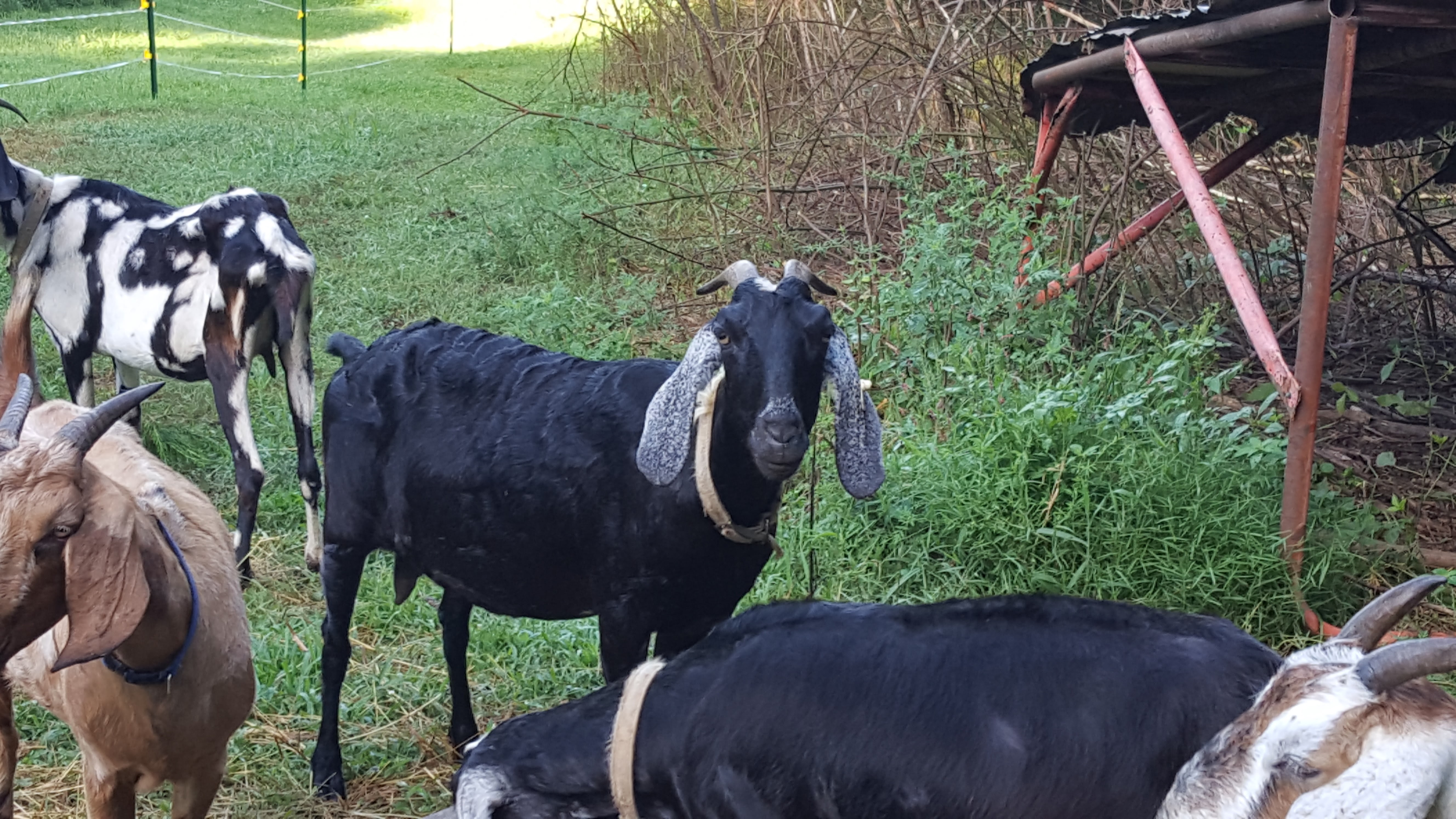 A Goat, A Horse And A Fool – Mid Life Glimpse